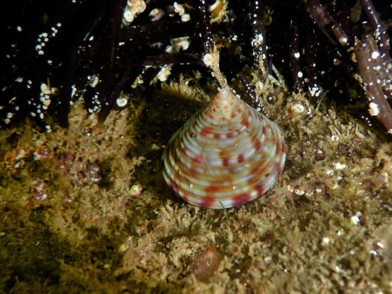 Marine gastropods 1 – Field Studies Council