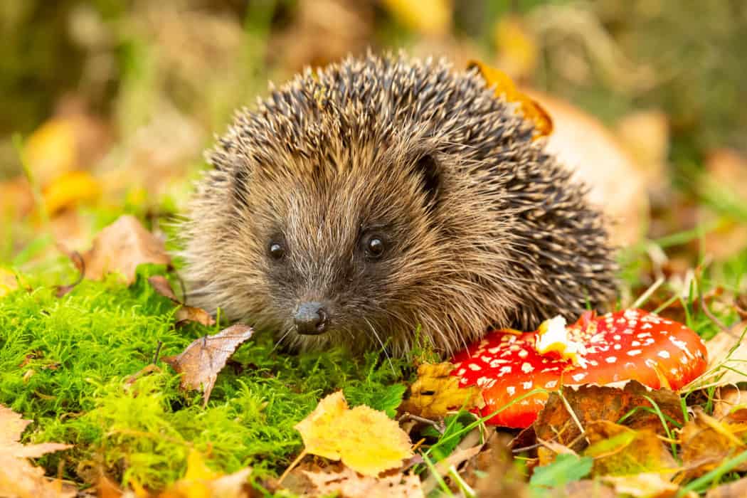 Mammals: Ecology, Conservation and Surveying- HAU – Field Studies Council