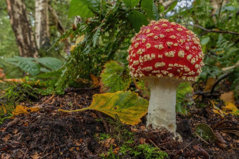 Identifying Fungi and Using Keys - Online – Field Studies Council