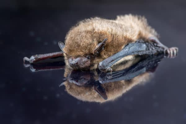 Bats guide – Field Studies Council