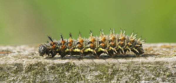 British Caterpillar Identification Guide | FSC Caterpillar Field Guide