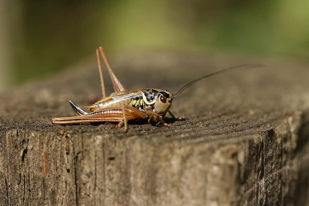 Grasshoppers guide – Field Studies Council