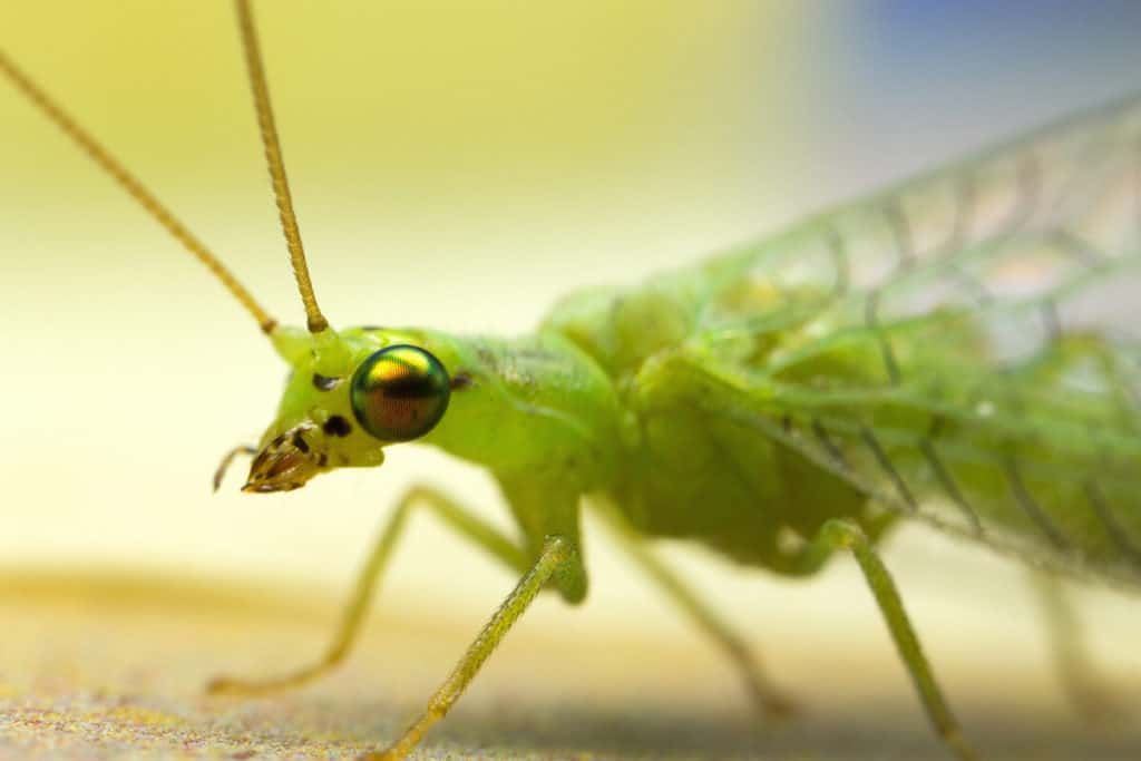 Insects of the British Isles guide – Field Studies Council