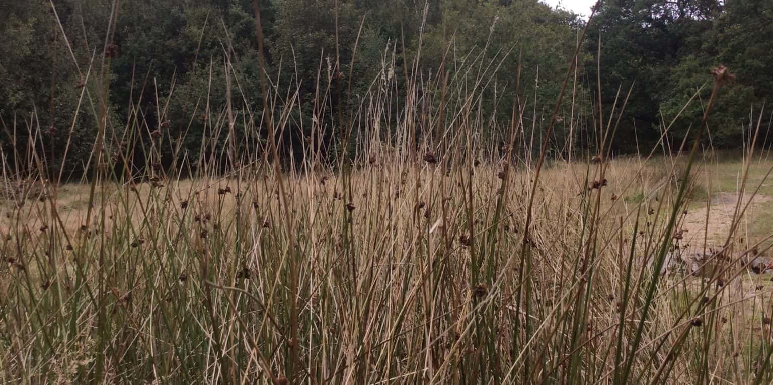 NVC: Winter Habitat Survey - Understanding and Describing Plant ...