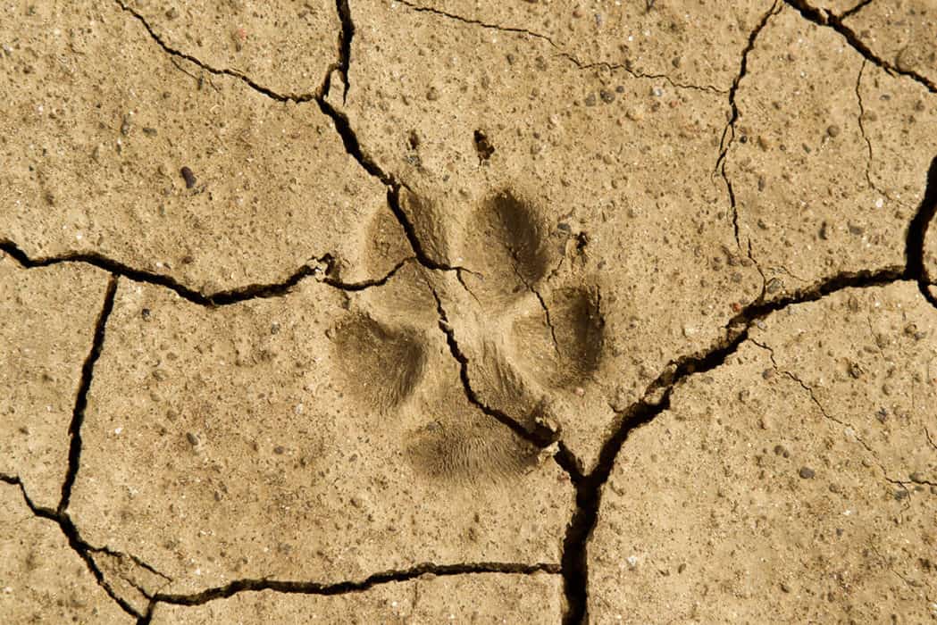 Mammal tracks and signs guide