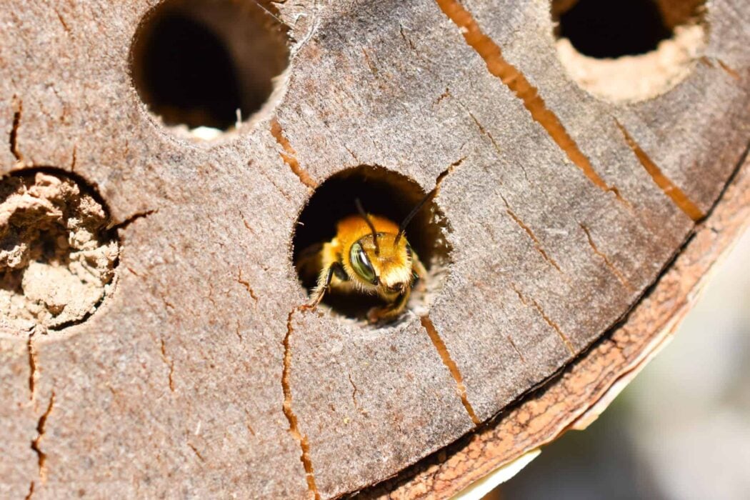 Bee Nesting Ecology - Online – Field Studies Council