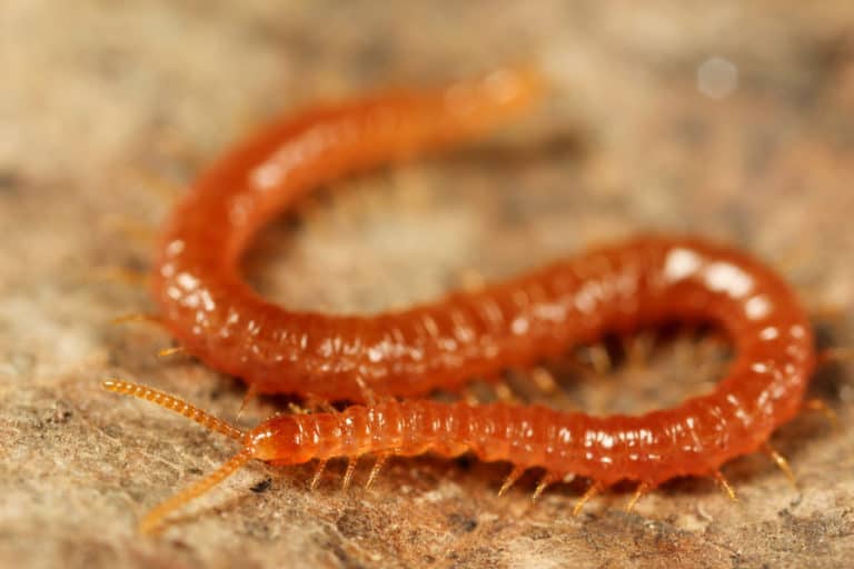 Centipedes Synopsis | Linnean Synopsis softback book | 61 Species