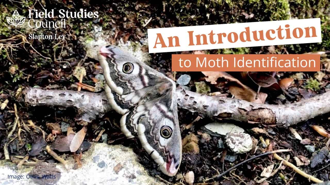 An Introduction to Moth Identification – Field Studies Council
