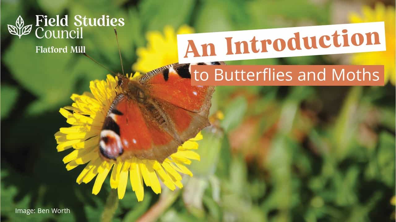An Introduction to Butterflies and Moths – Field Studies Council