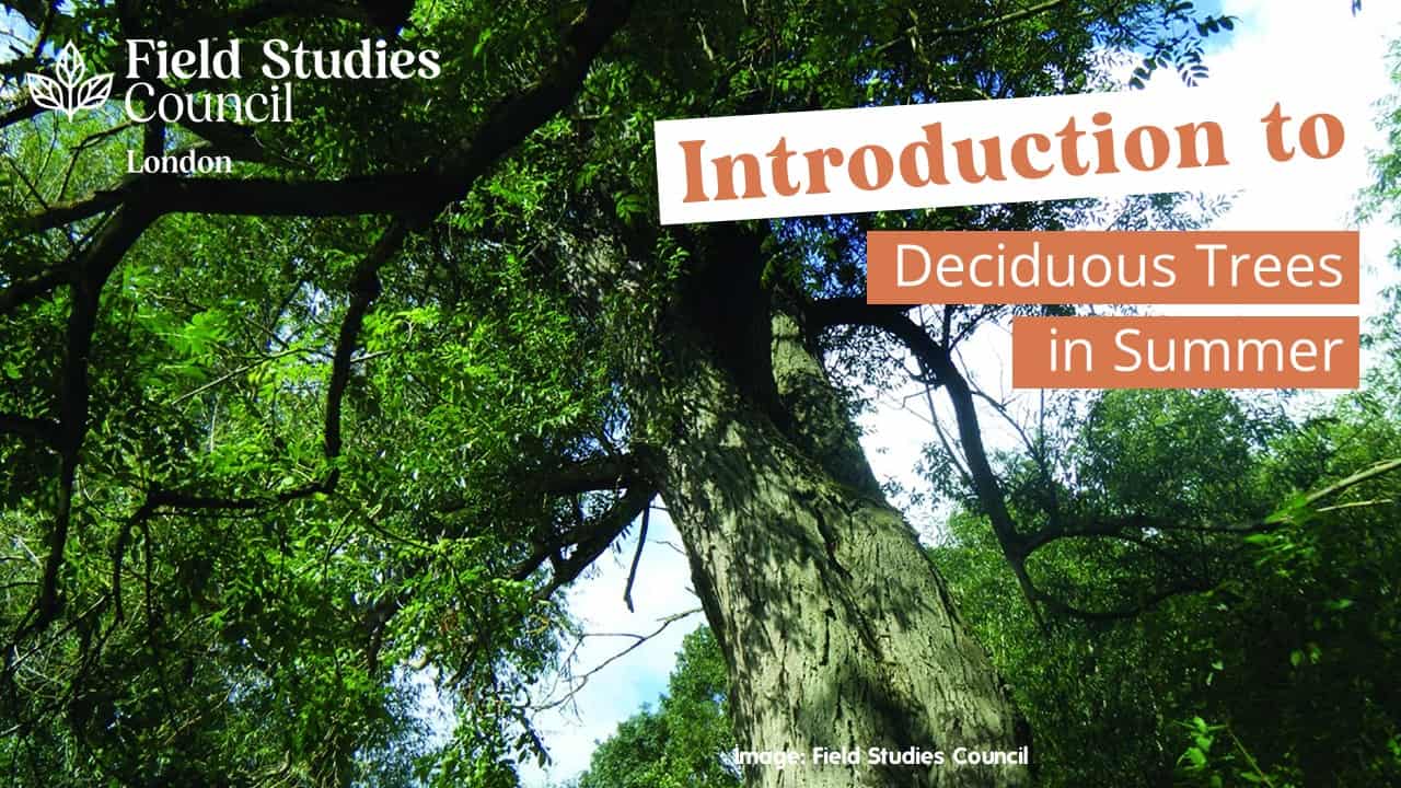 Introduction to Deciduous Trees in Summer – Field Studies Council