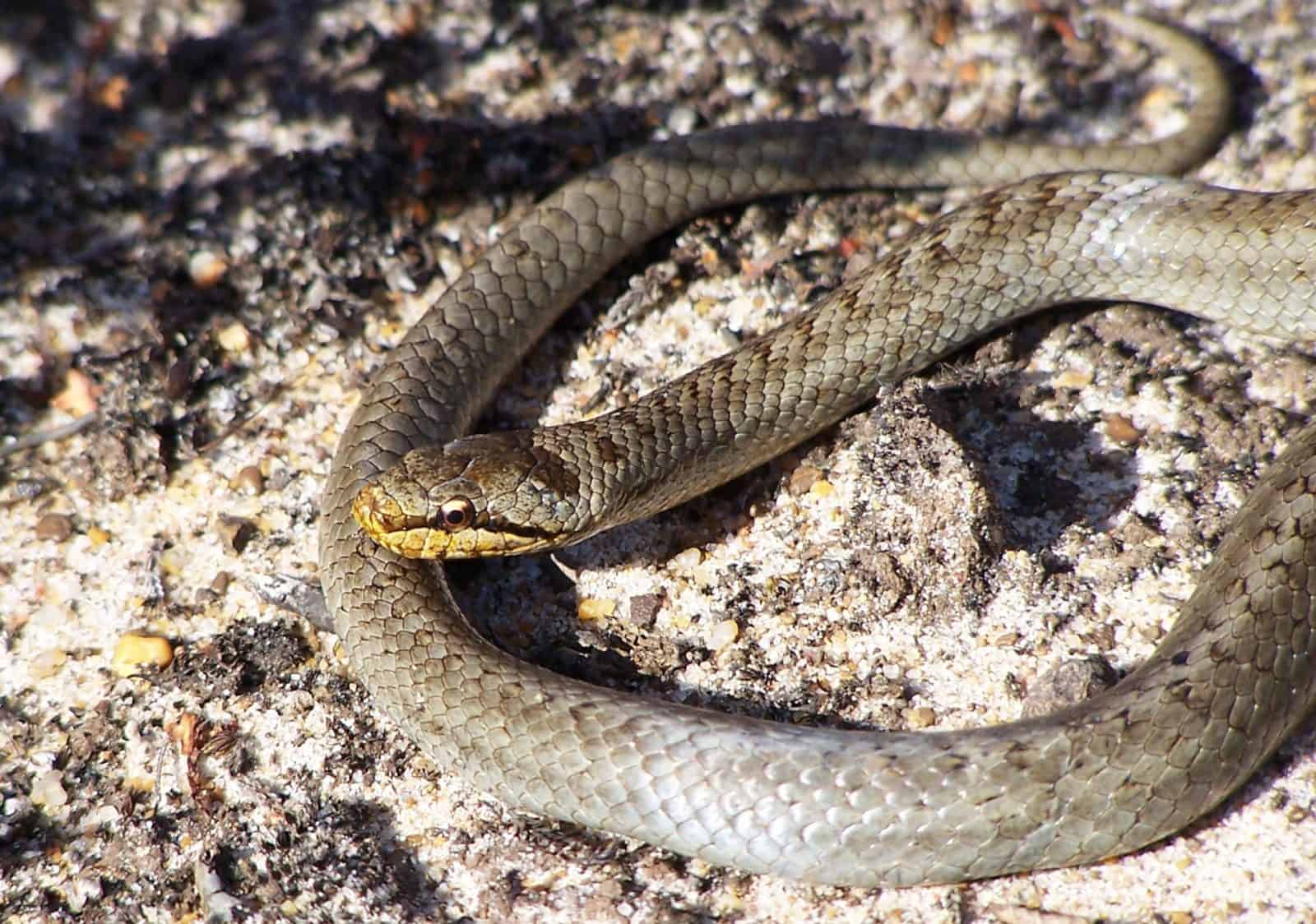 Reptiles and their Ecology – Field Studies Council