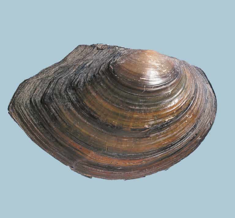 Freshwater bivalves AIDGAP | Identification Key | Field Studies Council