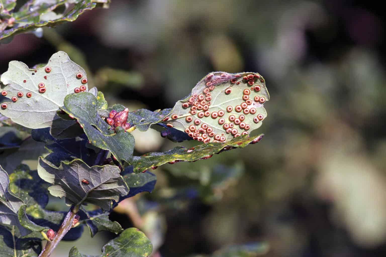 Plant galls AIDGAP – Field Studies Council
