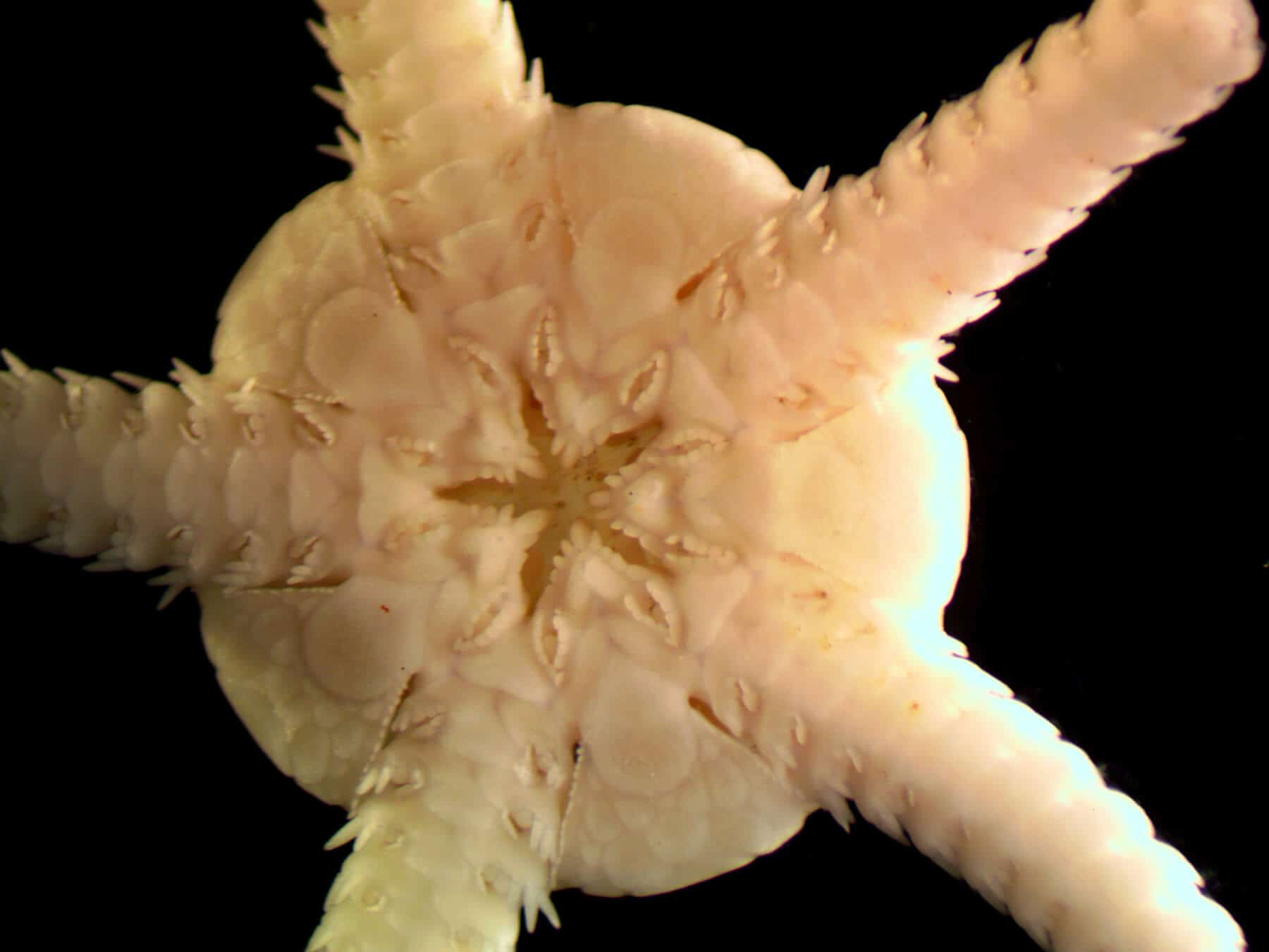 Marine invertebrates AIDGAP – Field Studies Council