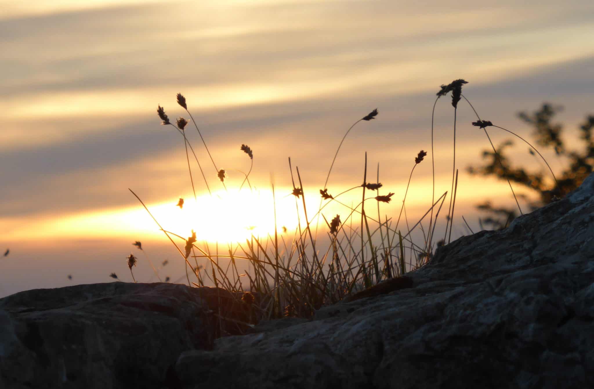 Introducing Grasses, Sedges and Rushes - Online – Field Studies Council