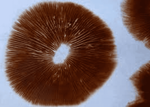 Autumn Fungi: Introduction and Beginner Identification – Field Studies ...
