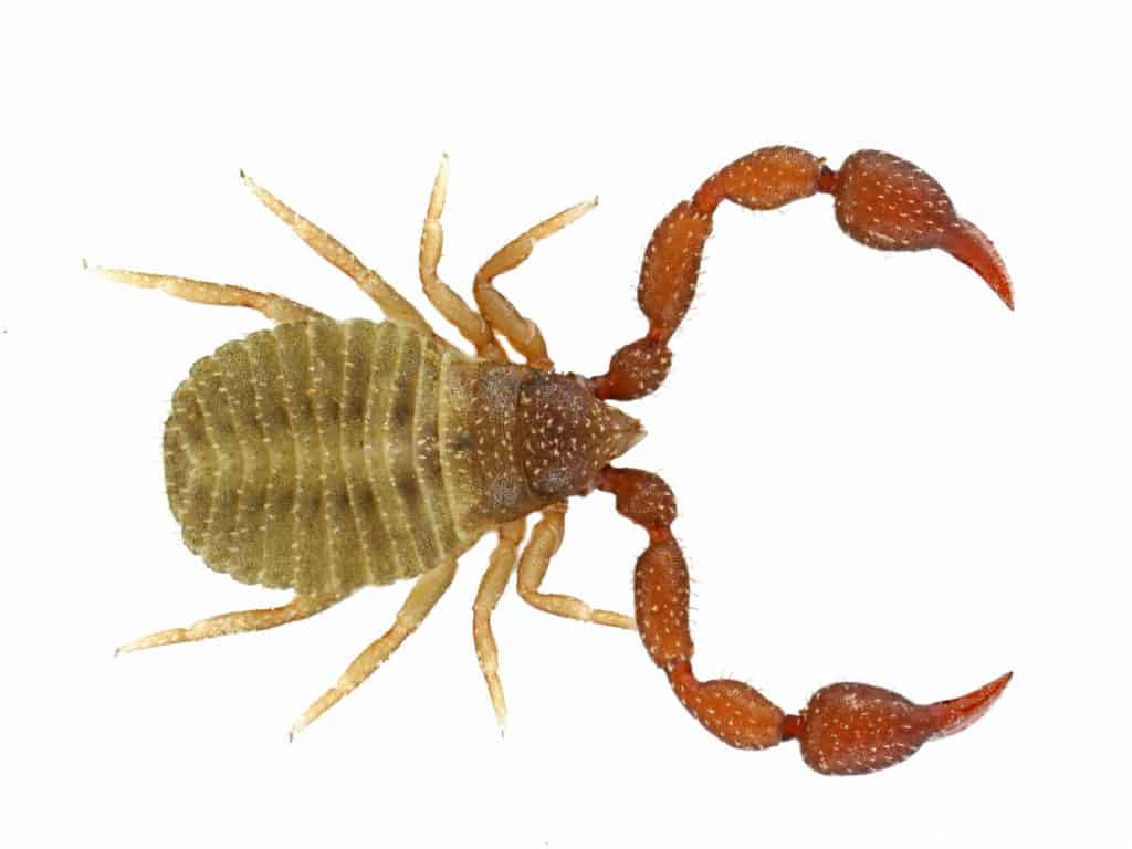 False scorpions AIDGAP | Fold-out guide | Field Studies Council