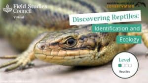 Discovering Reptiles: Identification and Ecology - Online – Field ...