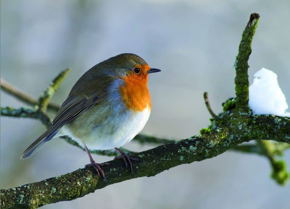 Fully Booked - Field Ecology of Garden Birds in Manchester – Field ...