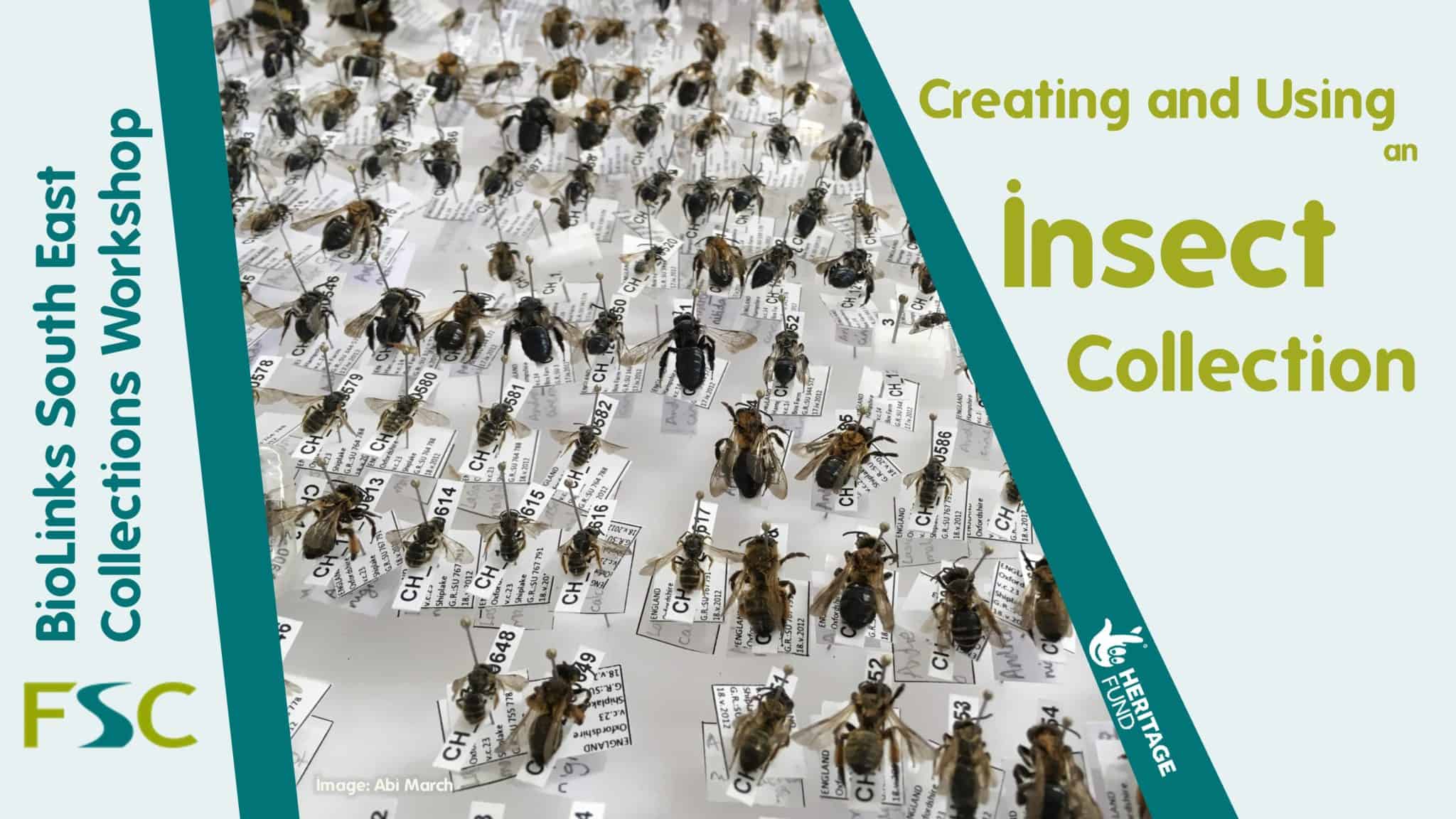 Creating and Using an Insect Collection – Field Studies Council