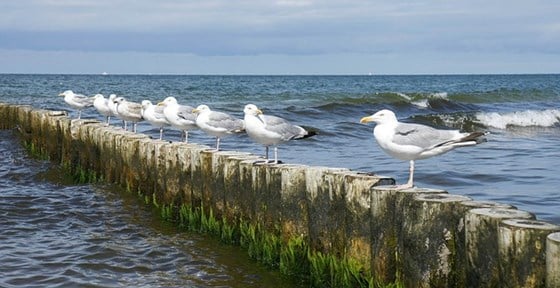 Coastal Management – Field Studies Council