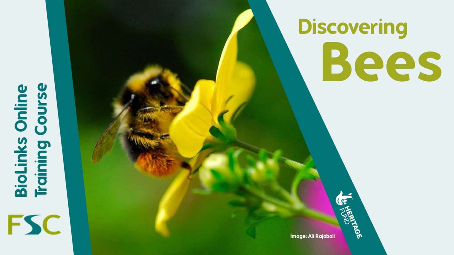 Discovering Bees – Field Studies Council