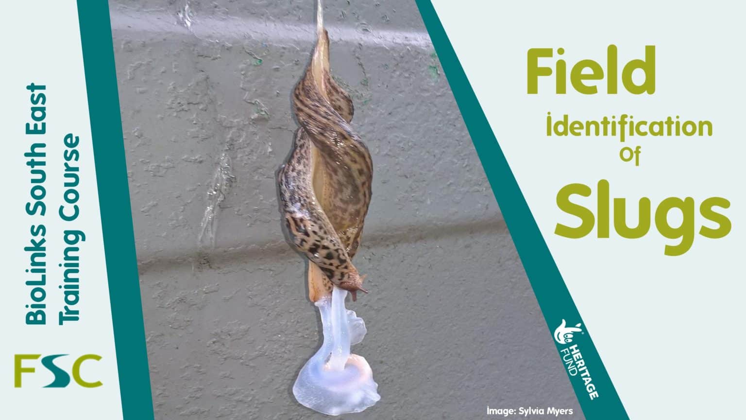 Field Identification of Slugs – Field Studies Council