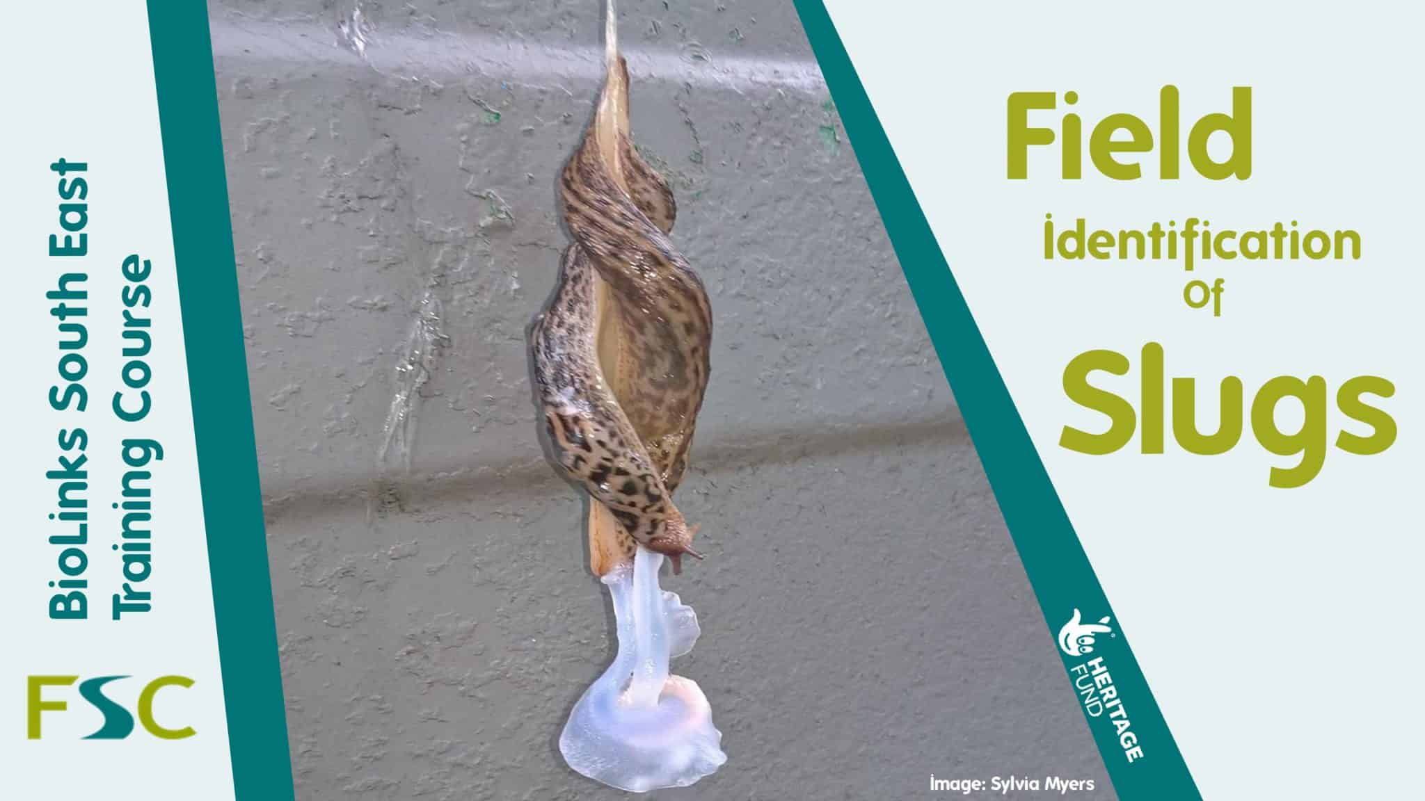 Field Identification of Slugs – Field Studies Council