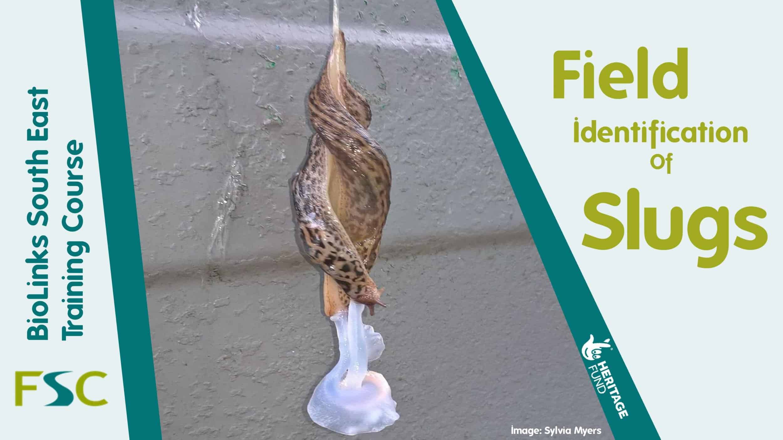 Field Identification of Slugs – Field Studies Council