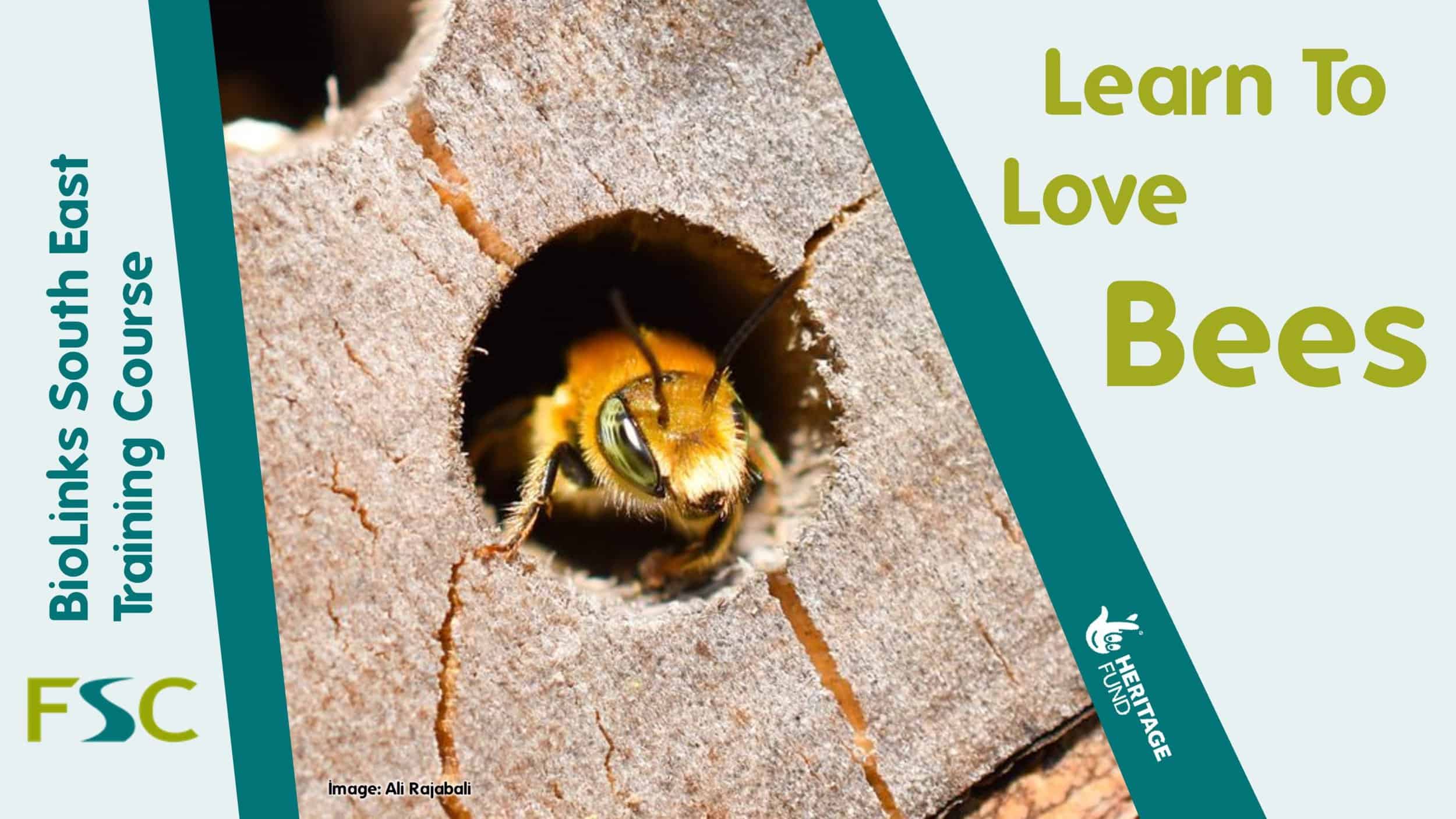 Learn to Love Bees – Field Studies Council