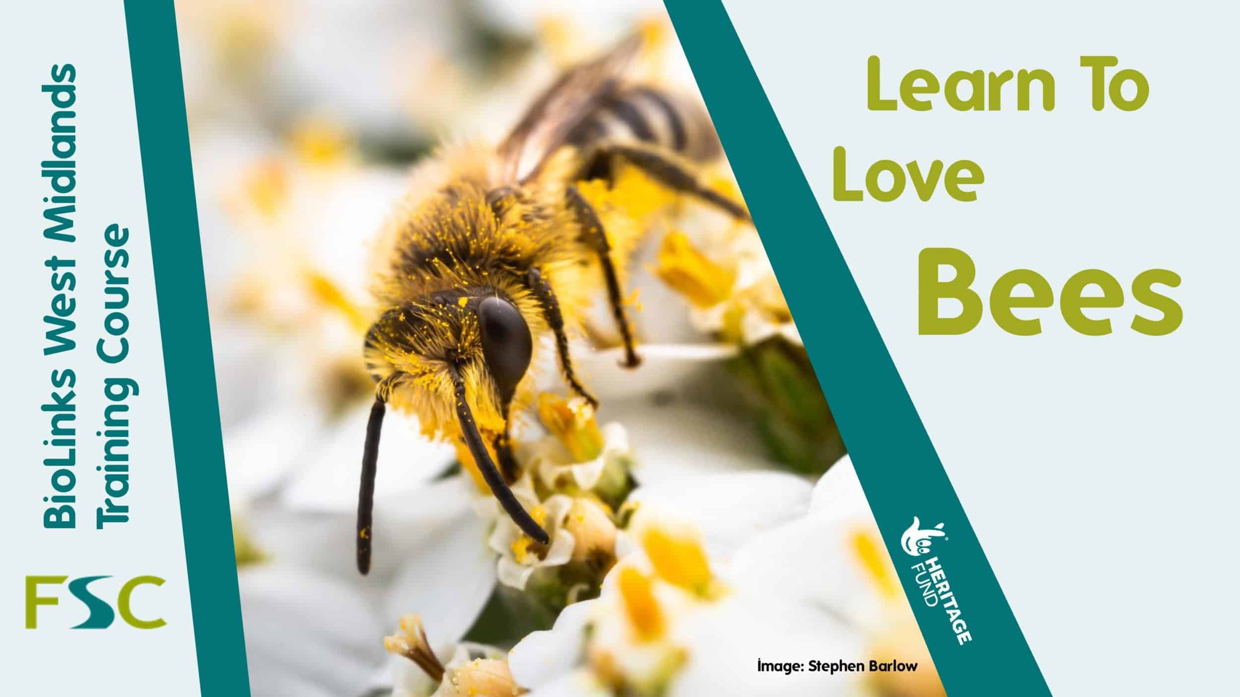 Learn to Love Bees – Field Studies Council