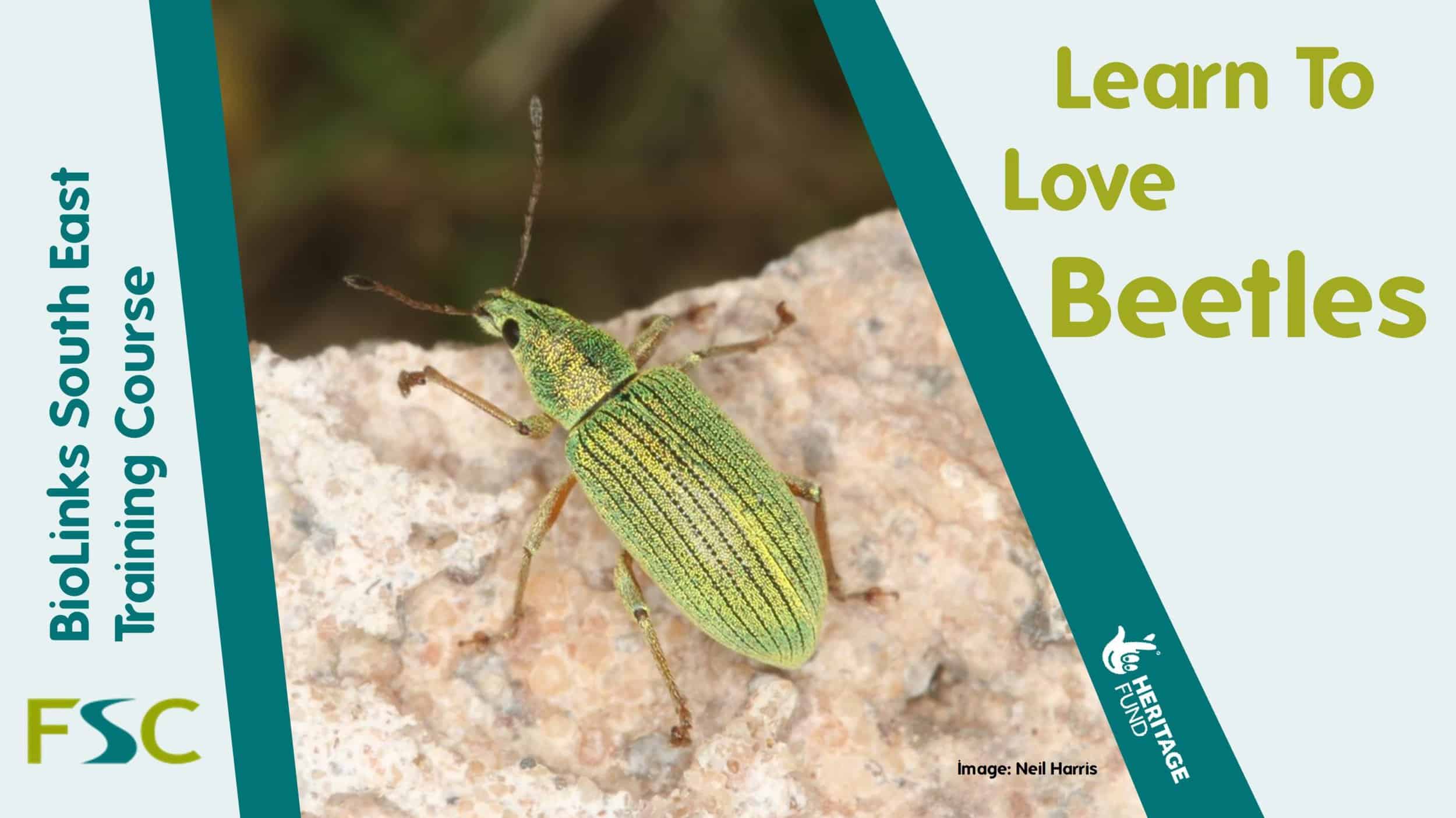 Learn to Love Beetles – Field Studies Council