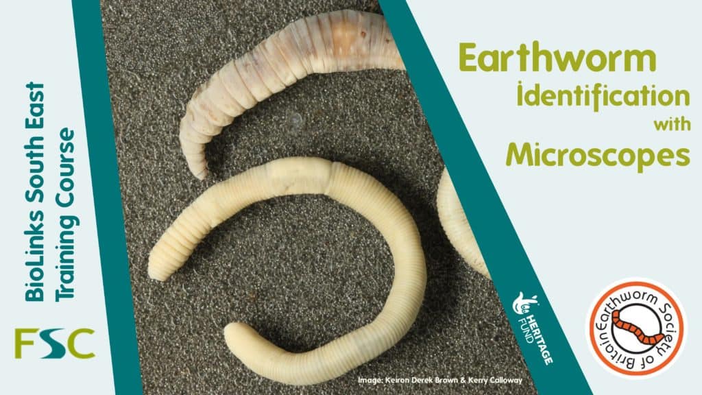 Earthworm Identification with Microscopes – Field Studies Council