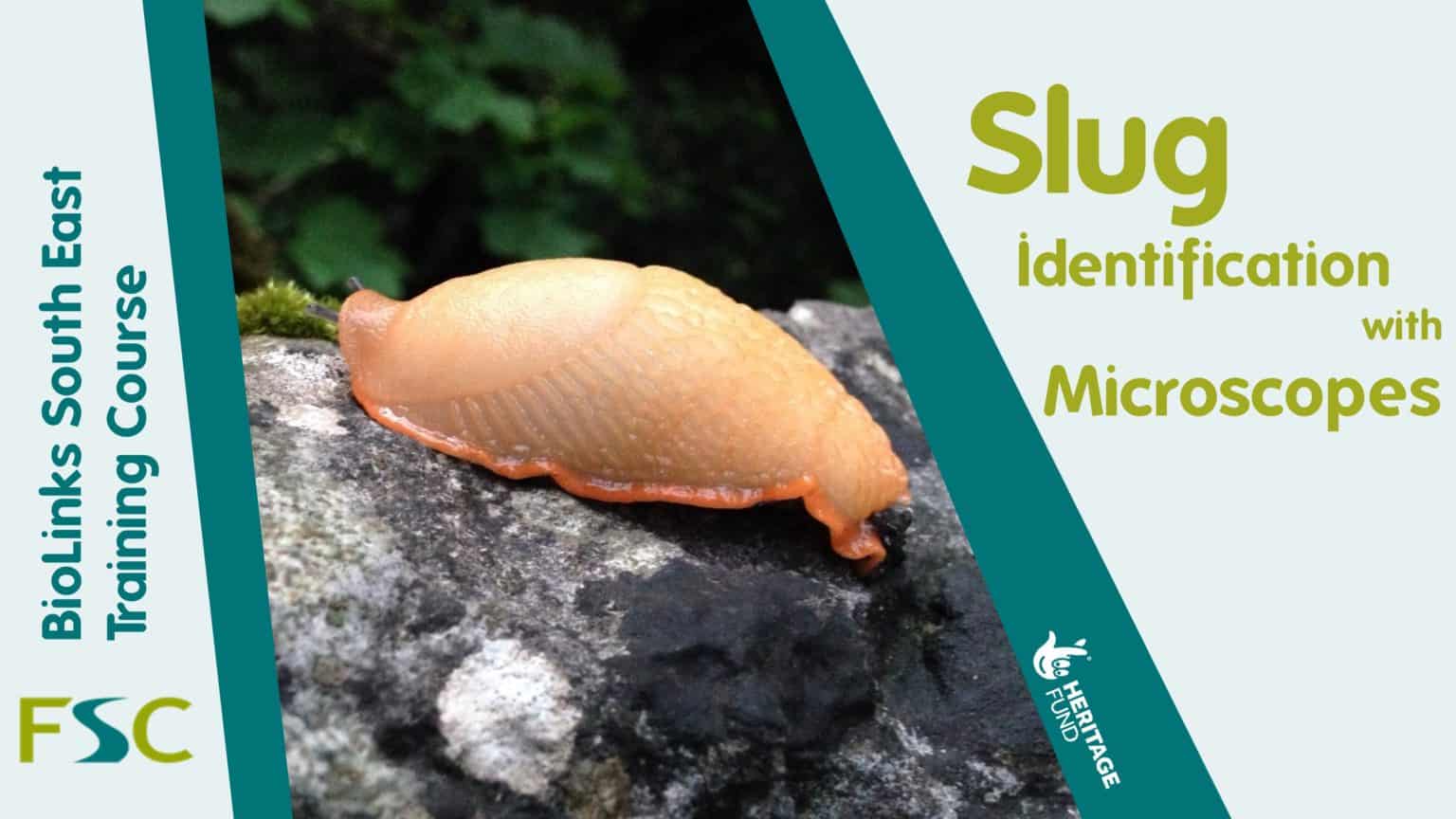 Slug Identification with Microscopes – Field Studies Council
