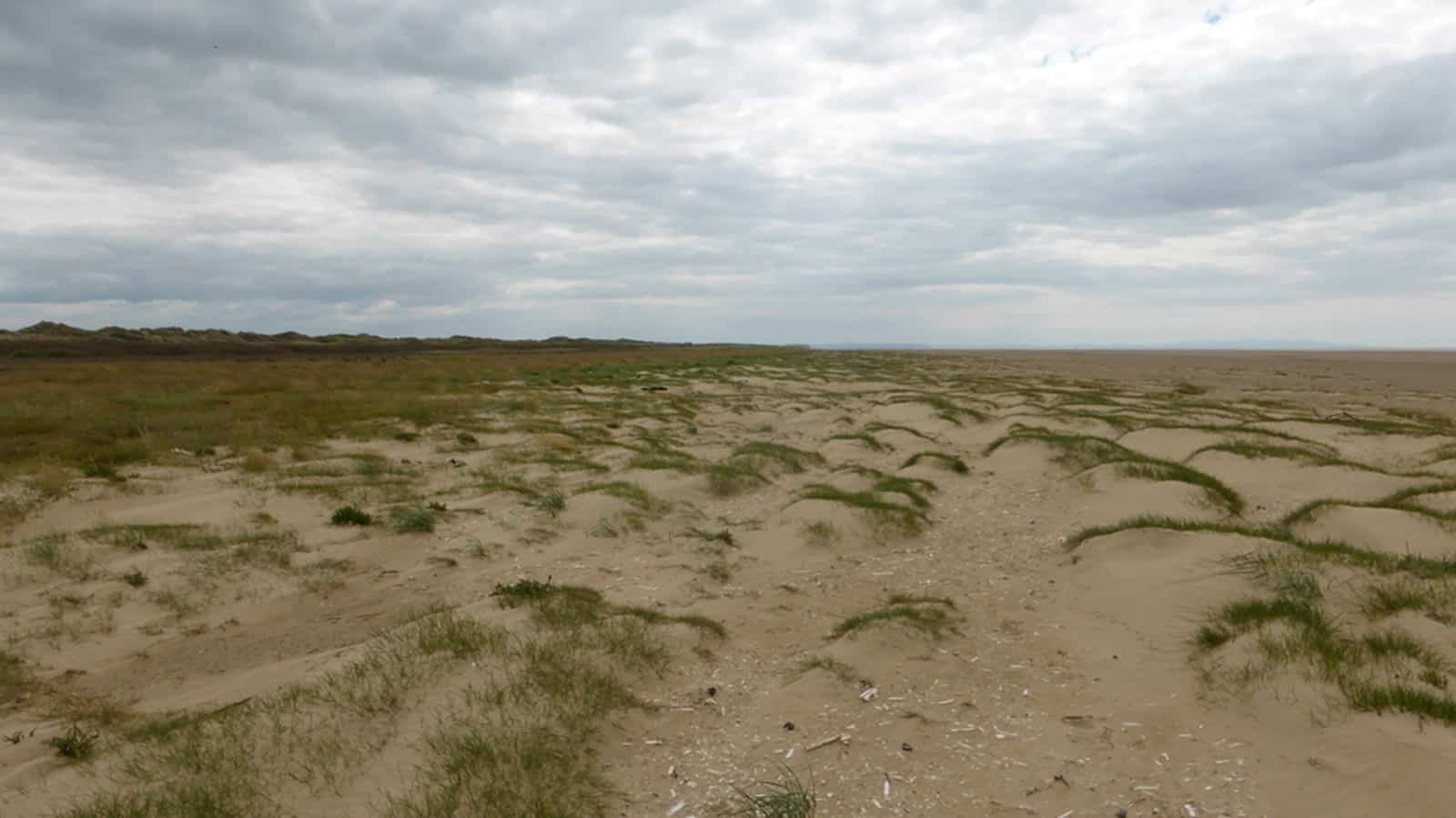 Sand Dune Succession – Field Studies Council