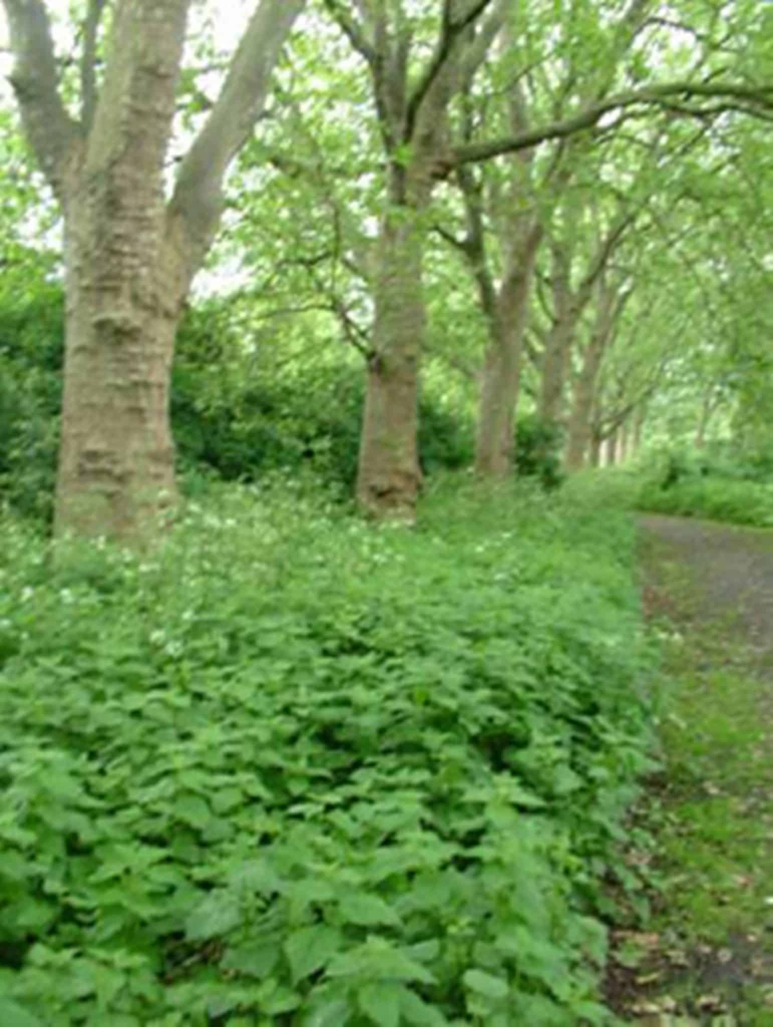 Method for Air Pollution – Field Studies Council