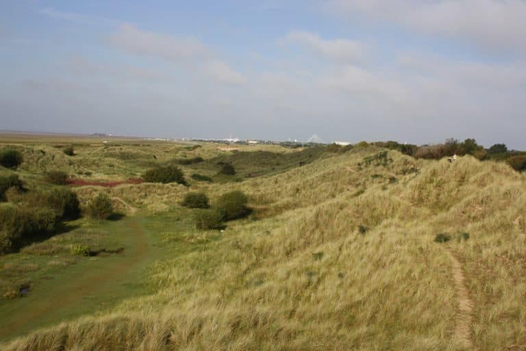 Sand Dune Succession – Field Studies Council