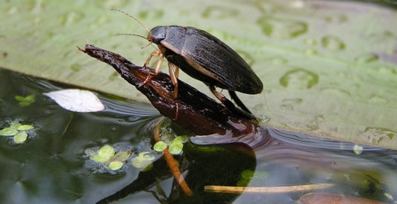 Adaptations – Field Studies Council