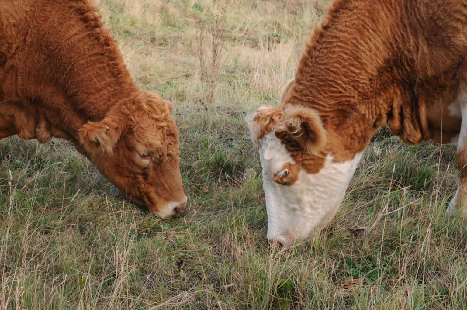 Sand Dune Succession – Field Studies Council