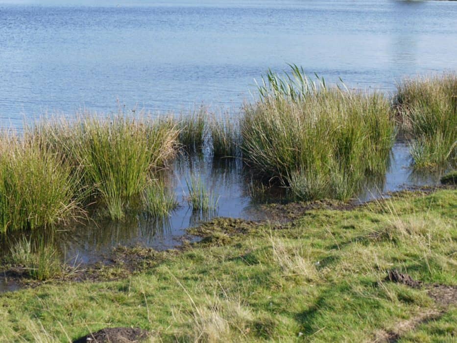 Freshwater Succession – Field Studies Council