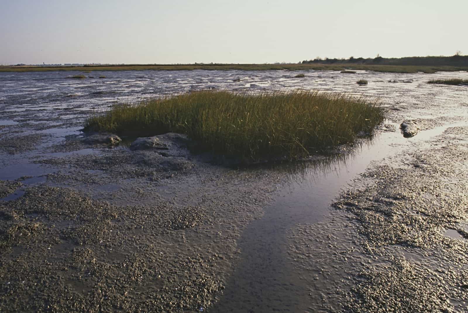 Saltmarsh Succession – Field Studies Council
