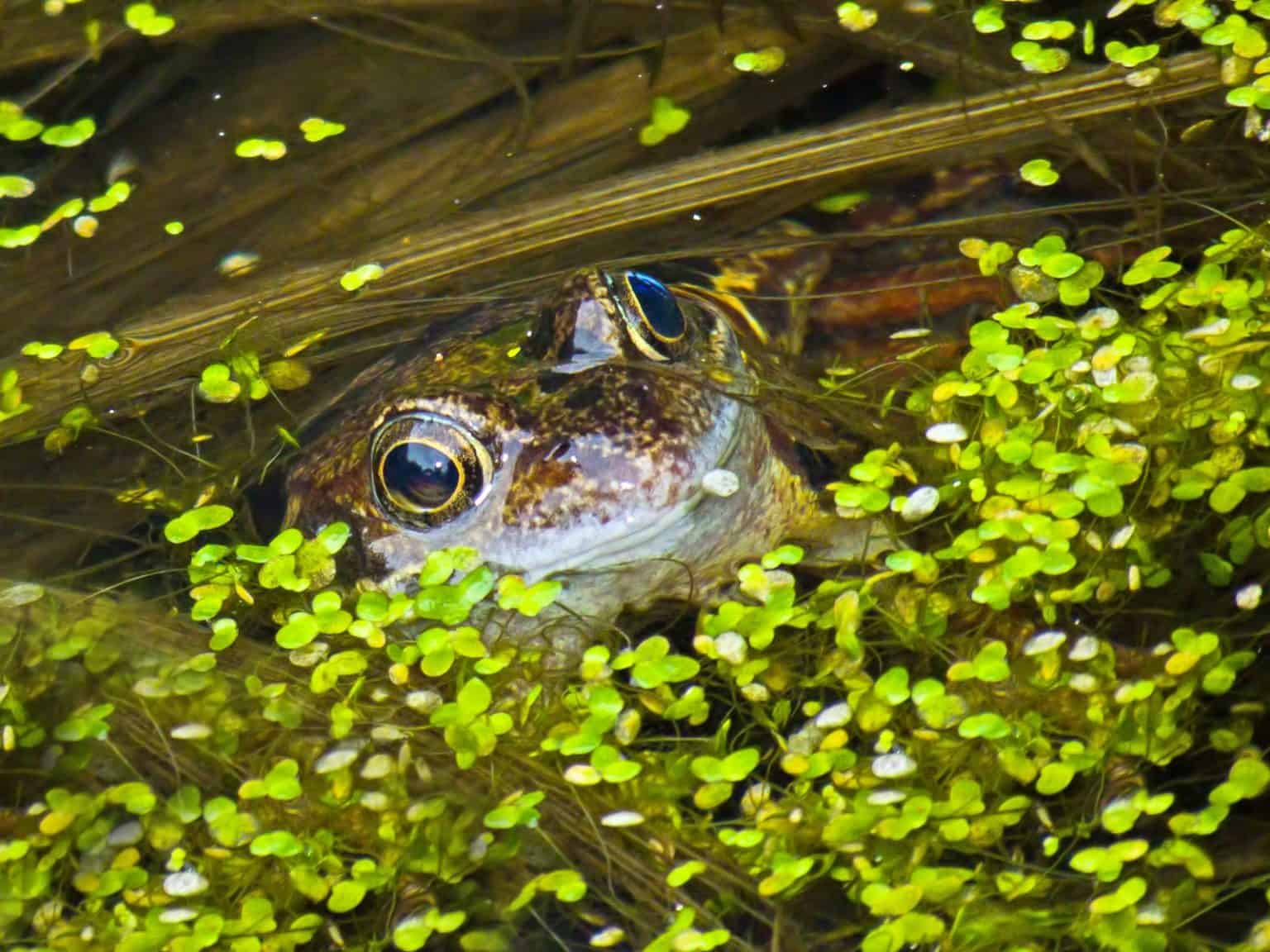 Discovering Amphibians: Identification and Ecology - Online – Field ...