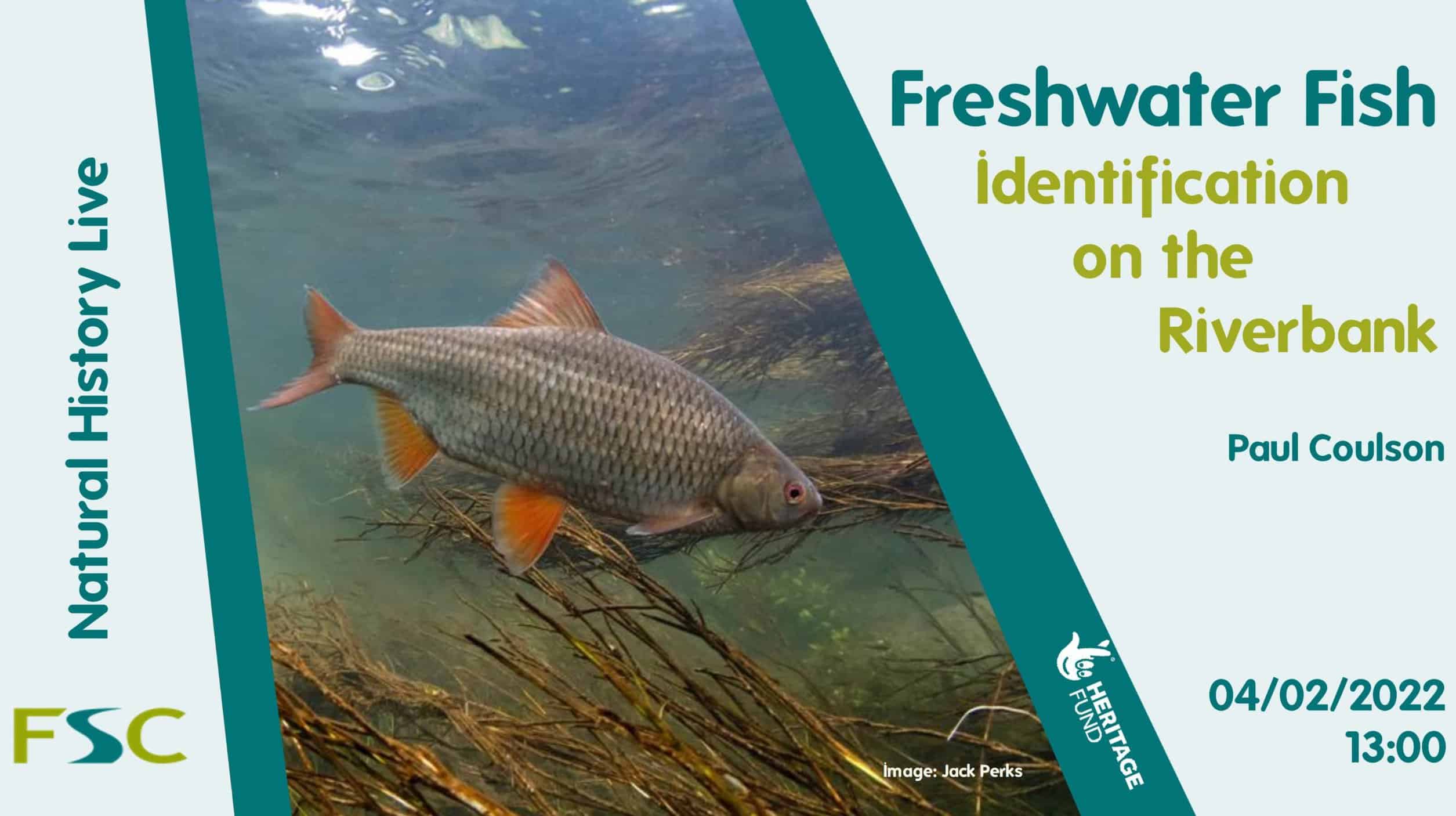 Freshwater Fish Identification on the Riverbank (Natural History Live ...