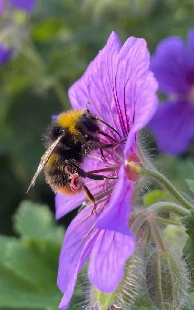 Introduction to Bees - 01/06/2024 – Field Studies Council