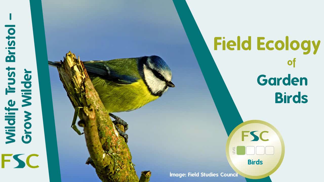 Field Ecology of Garden Birds in Bristol – Field Studies Council