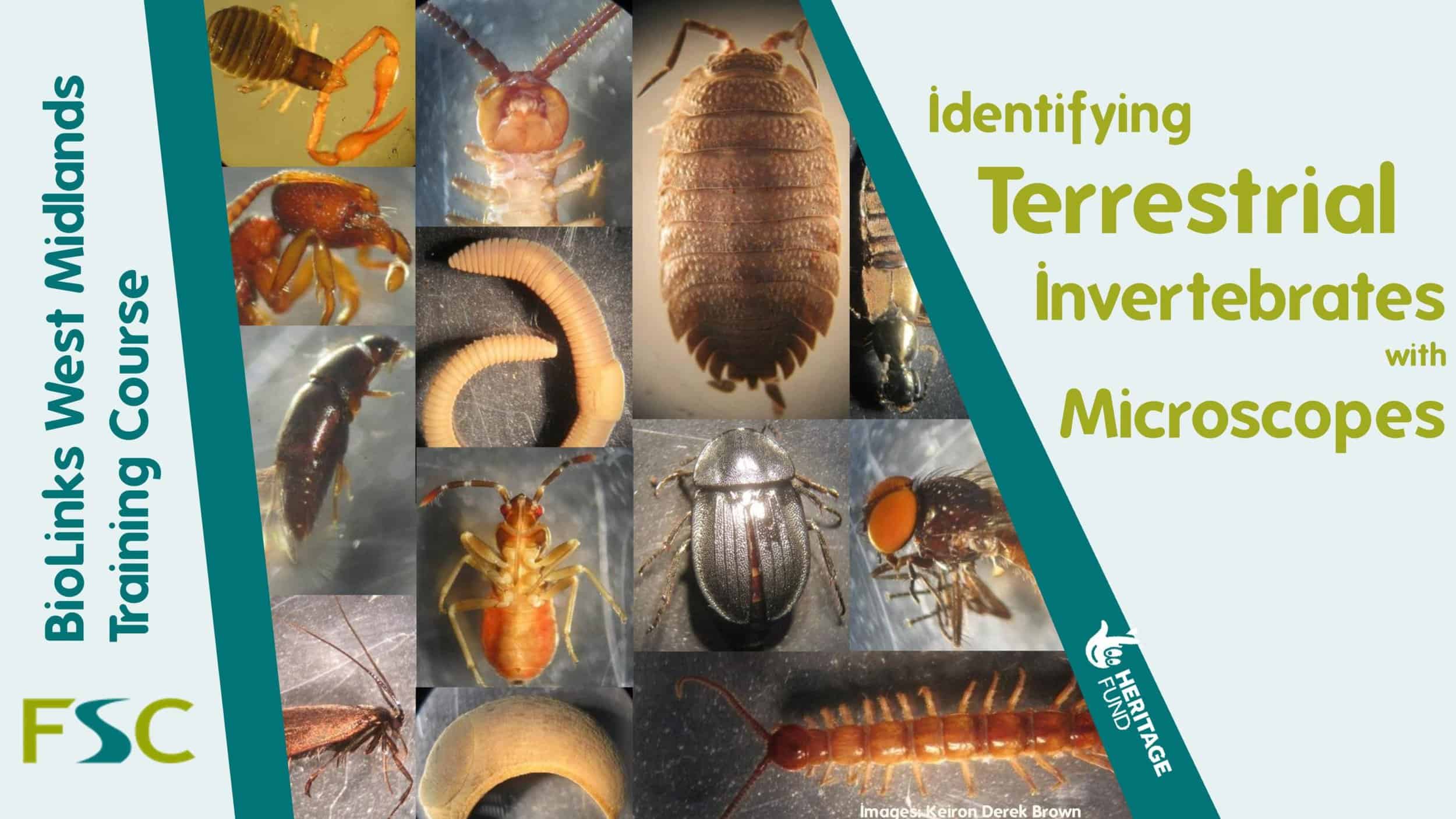 Identifying Terrestrial Invertebrates with Microscopes – Field Studies ...