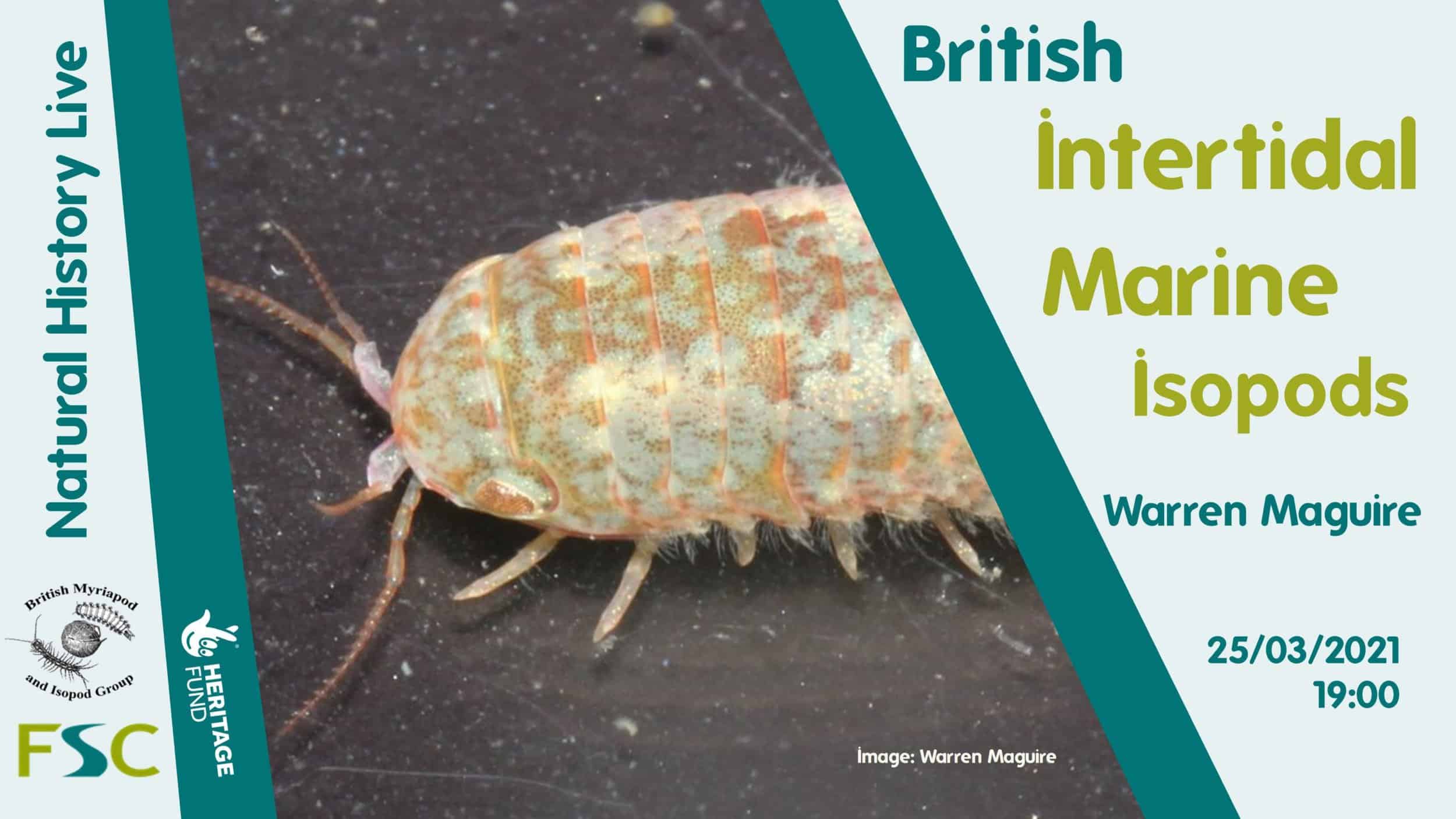British Intertidal Marine Isopods (Natural History Live) – Field ...