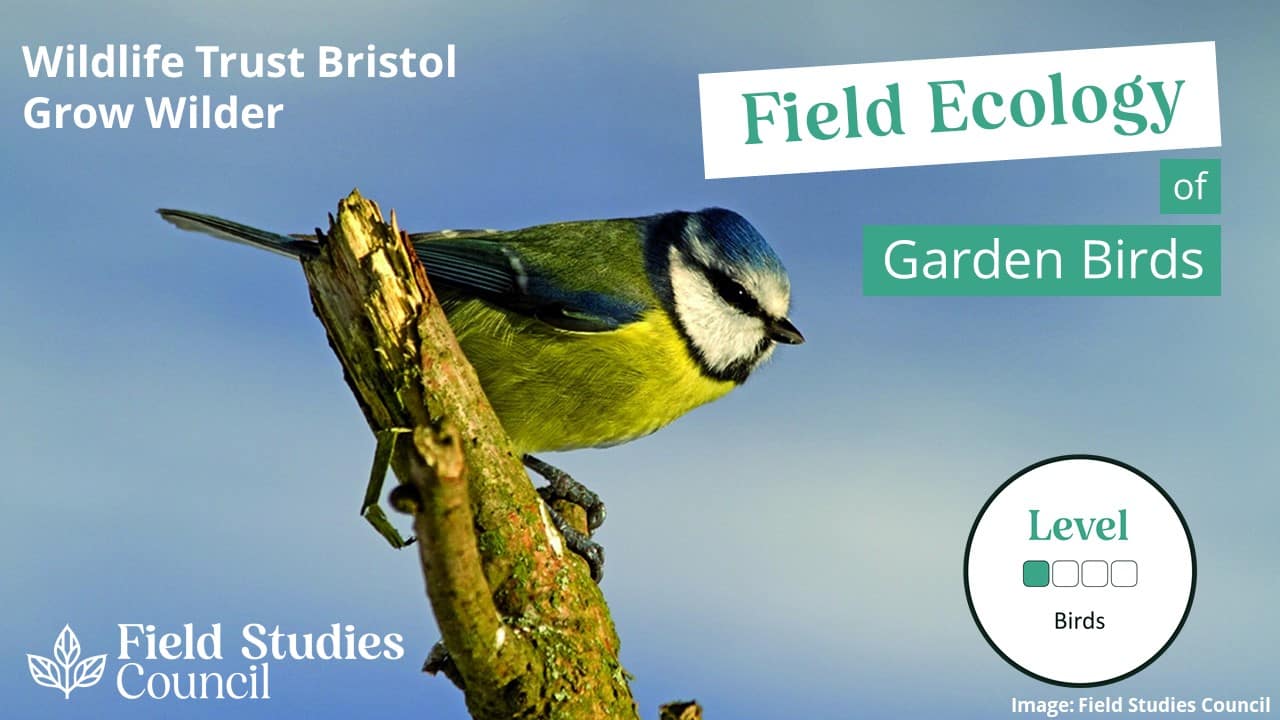 Field Ecology of Garden Birds in Bristol – Field Studies Council
