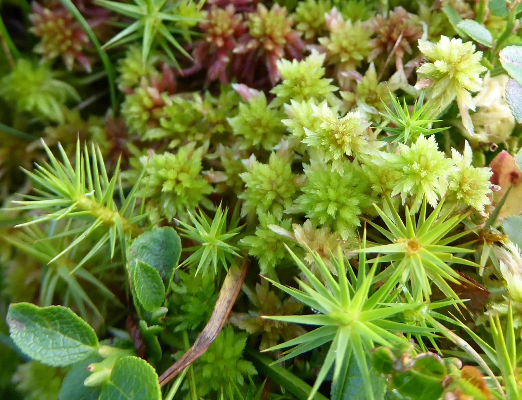 Introduction to Sphagnum Identification – Field Studies Council
