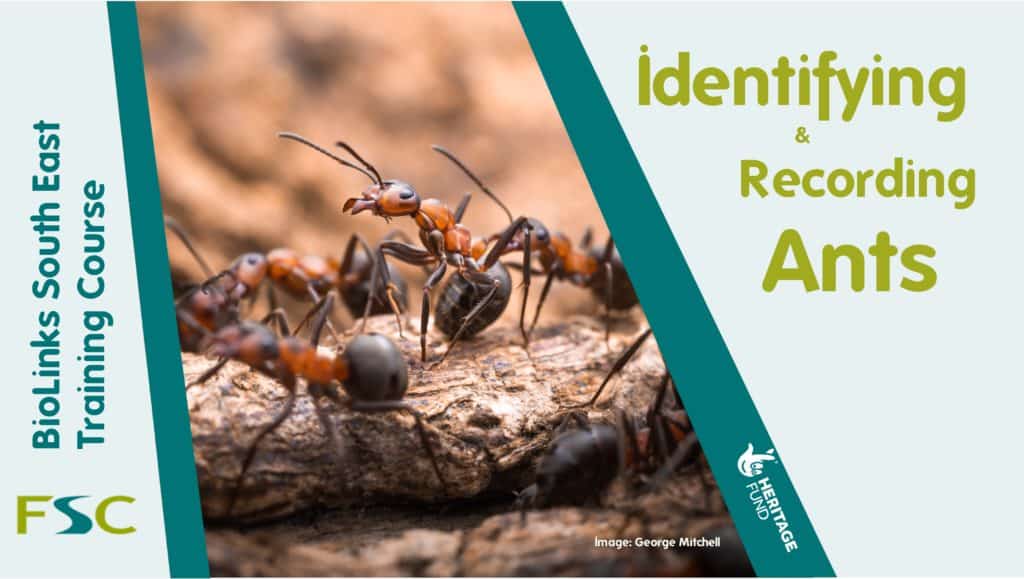 Identifying and Recording Ants – Field Studies Council